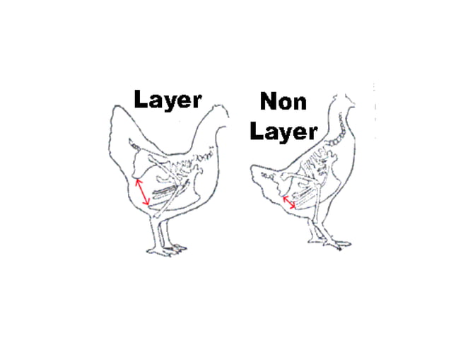 Commercial layer Production | PDF | Birds | Pets