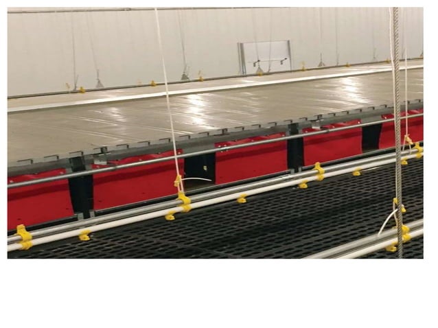 Commercial layer Production | PDF | Birds | Pets