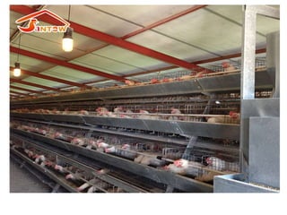 Commercial layer Production | PDF