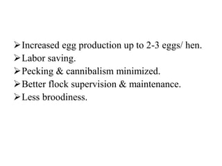 Commercial layer Production | PDF