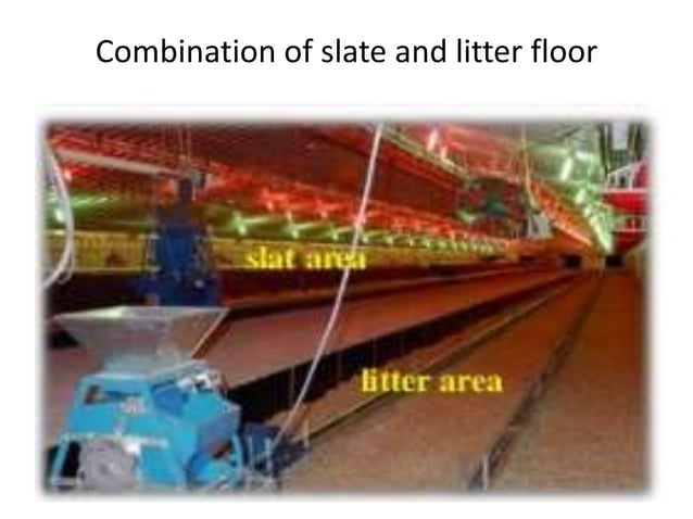 Commercial layer Production | PDF | Birds | Pets