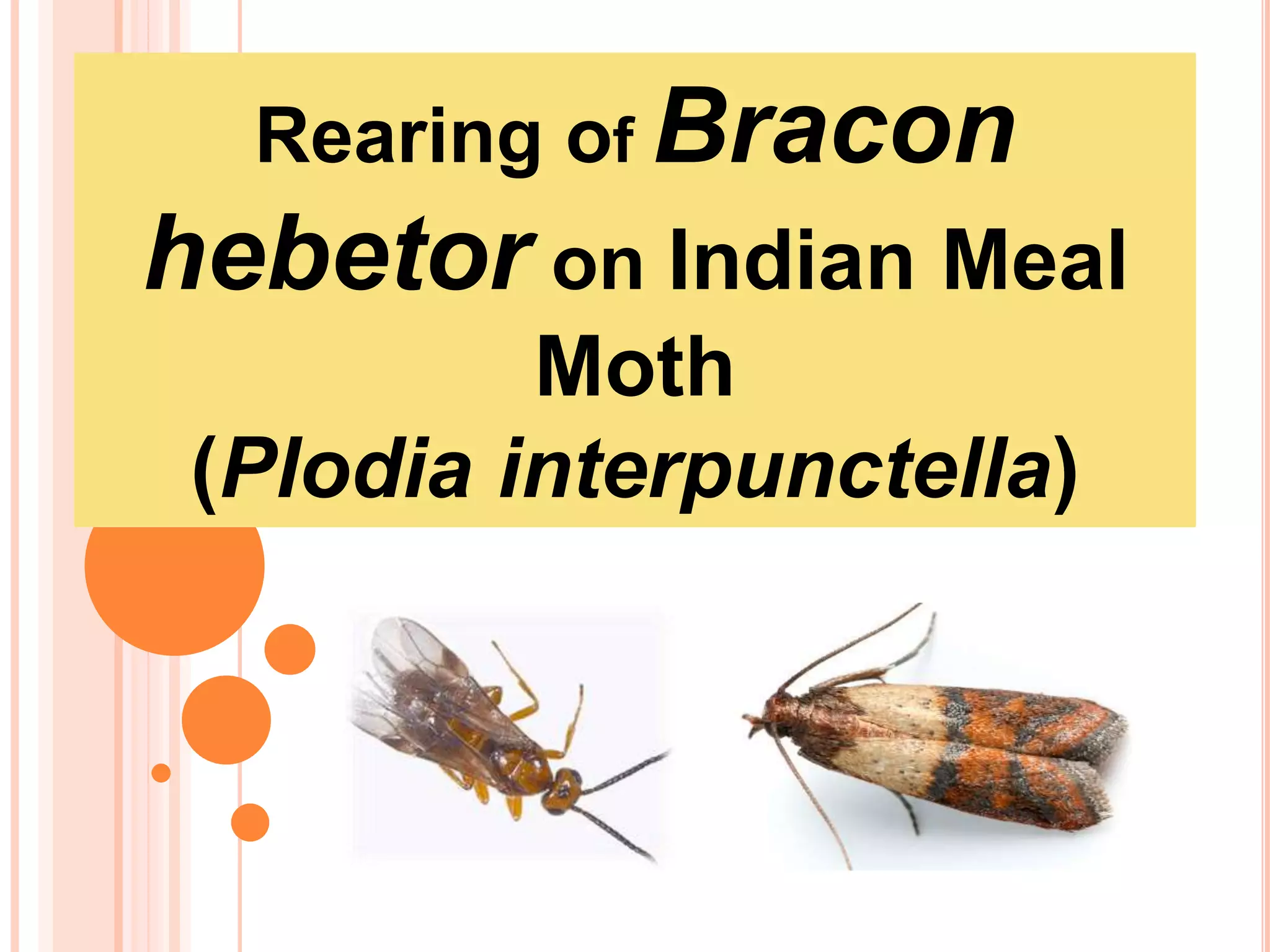 Rearing of bracon hebetor | PPTX