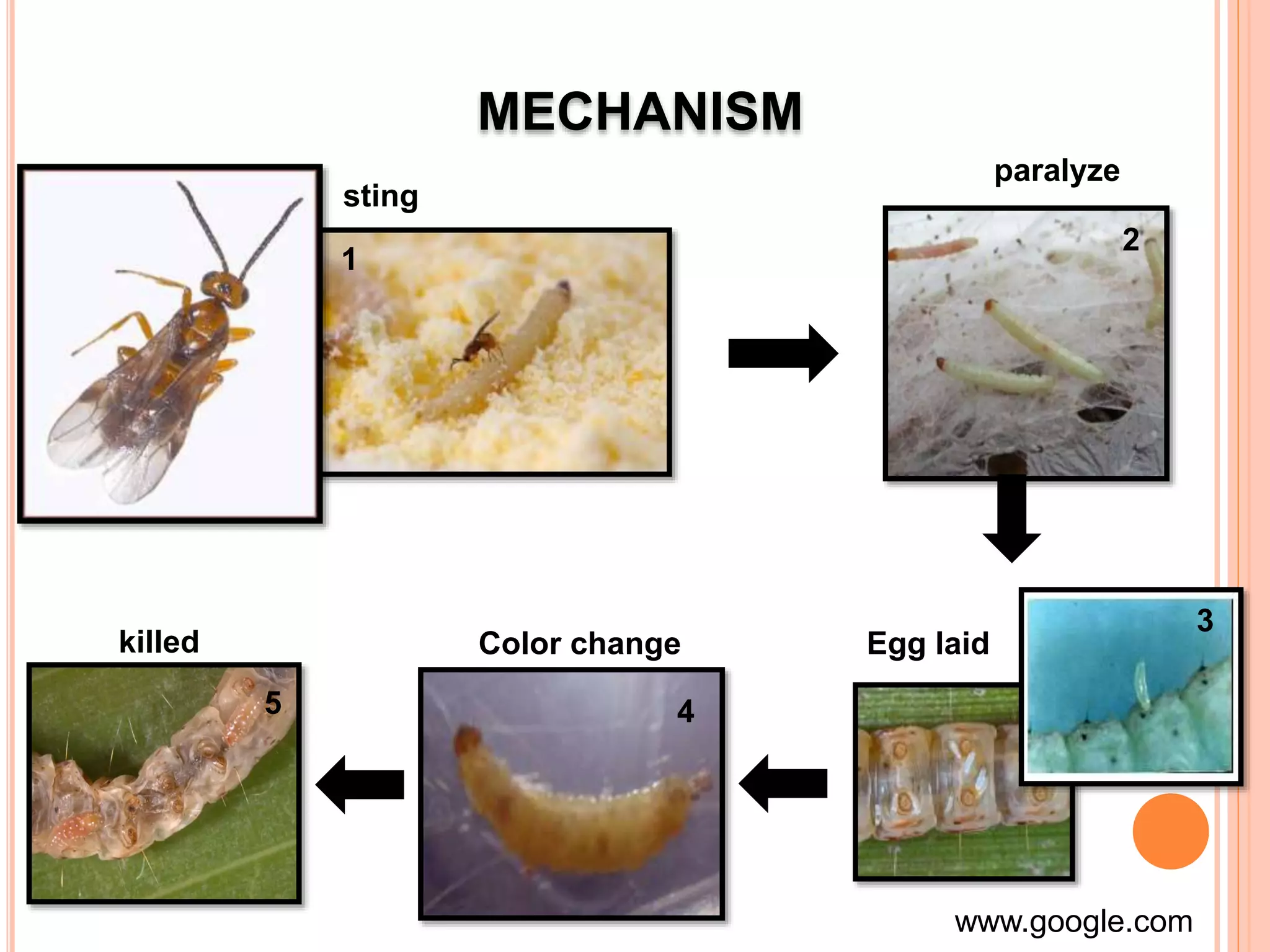 Rearing of bracon hebetor | PPTX