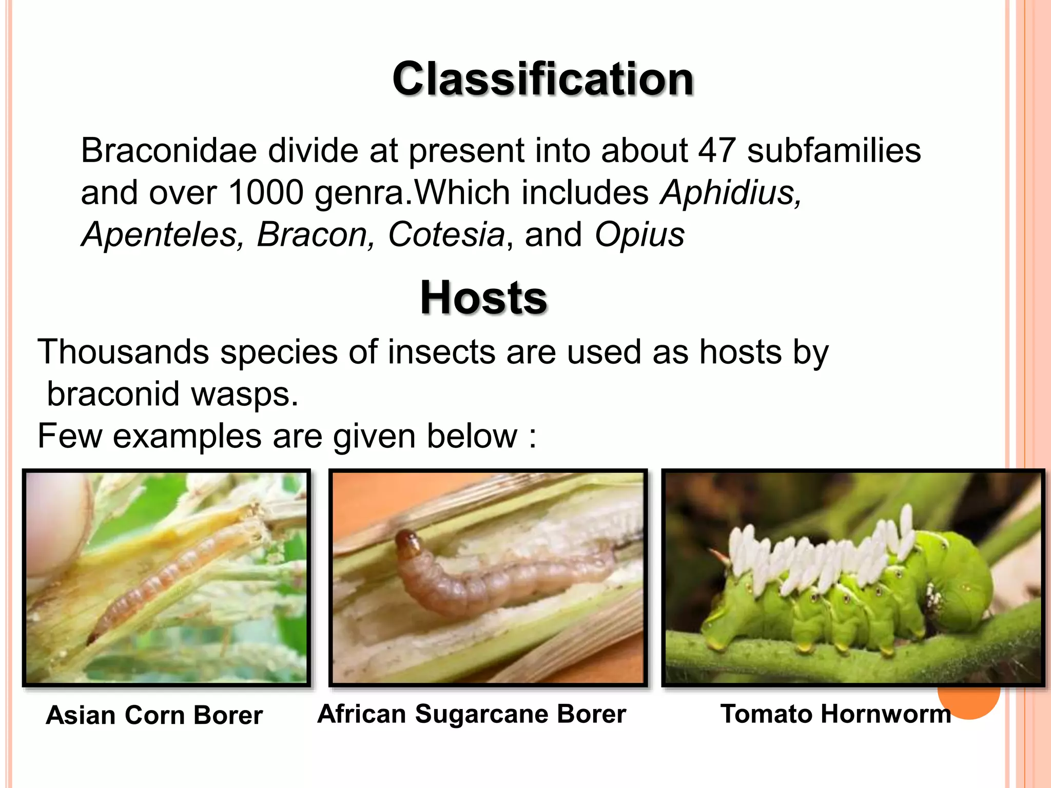 Rearing of bracon hebetor | PPTX