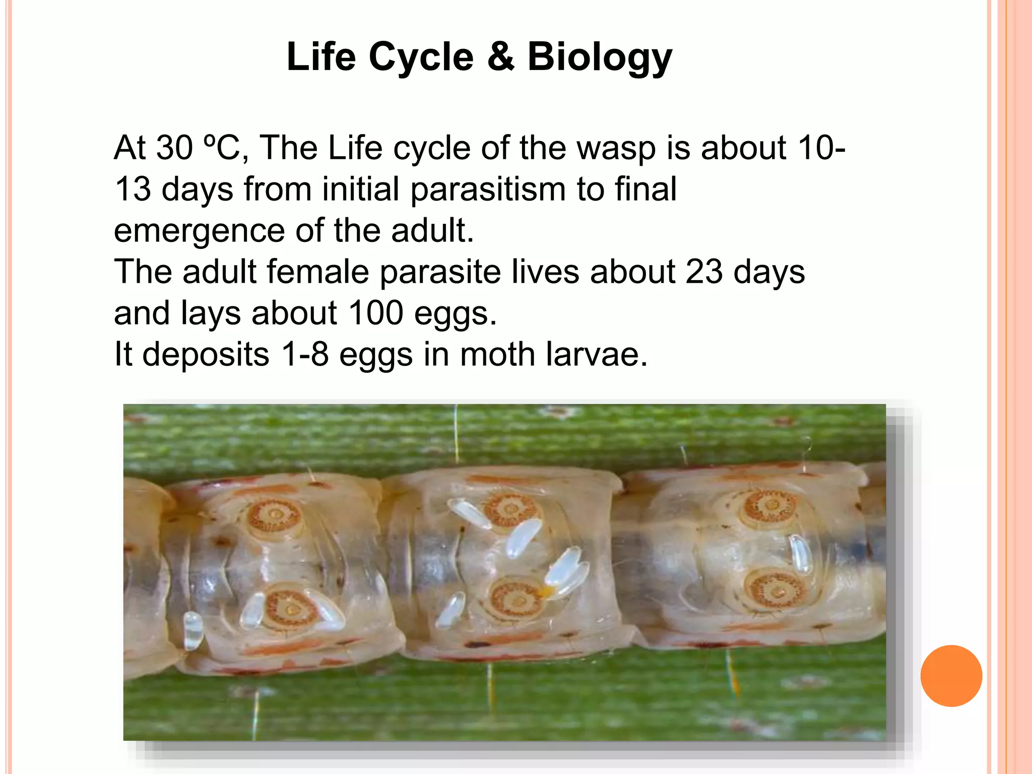 Rearing of bracon hebetor | PPTX