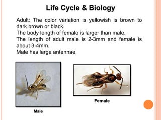 Rearing of bracon hebetor | PPTX