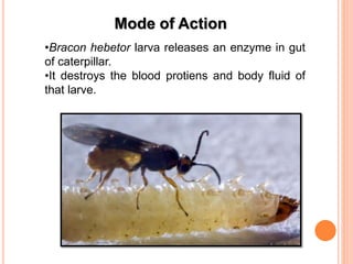 Rearing of bracon hebetor | PPTX