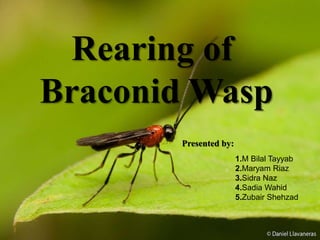 Rearing of bracon hebetor | PPTX