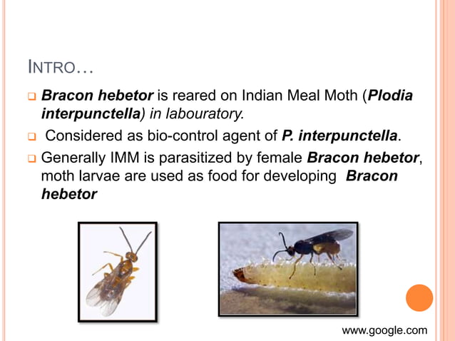 Rearing of bracon hebetor | PPTX