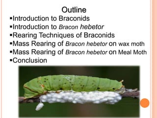 Rearing of bracon hebetor | PPTX