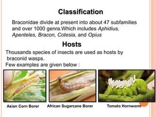 Rearing of bracon hebetor | PPTX
