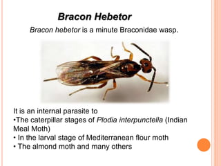 Rearing of bracon hebetor | PPTX