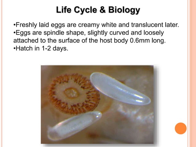 Rearing of bracon hebetor | PPTX