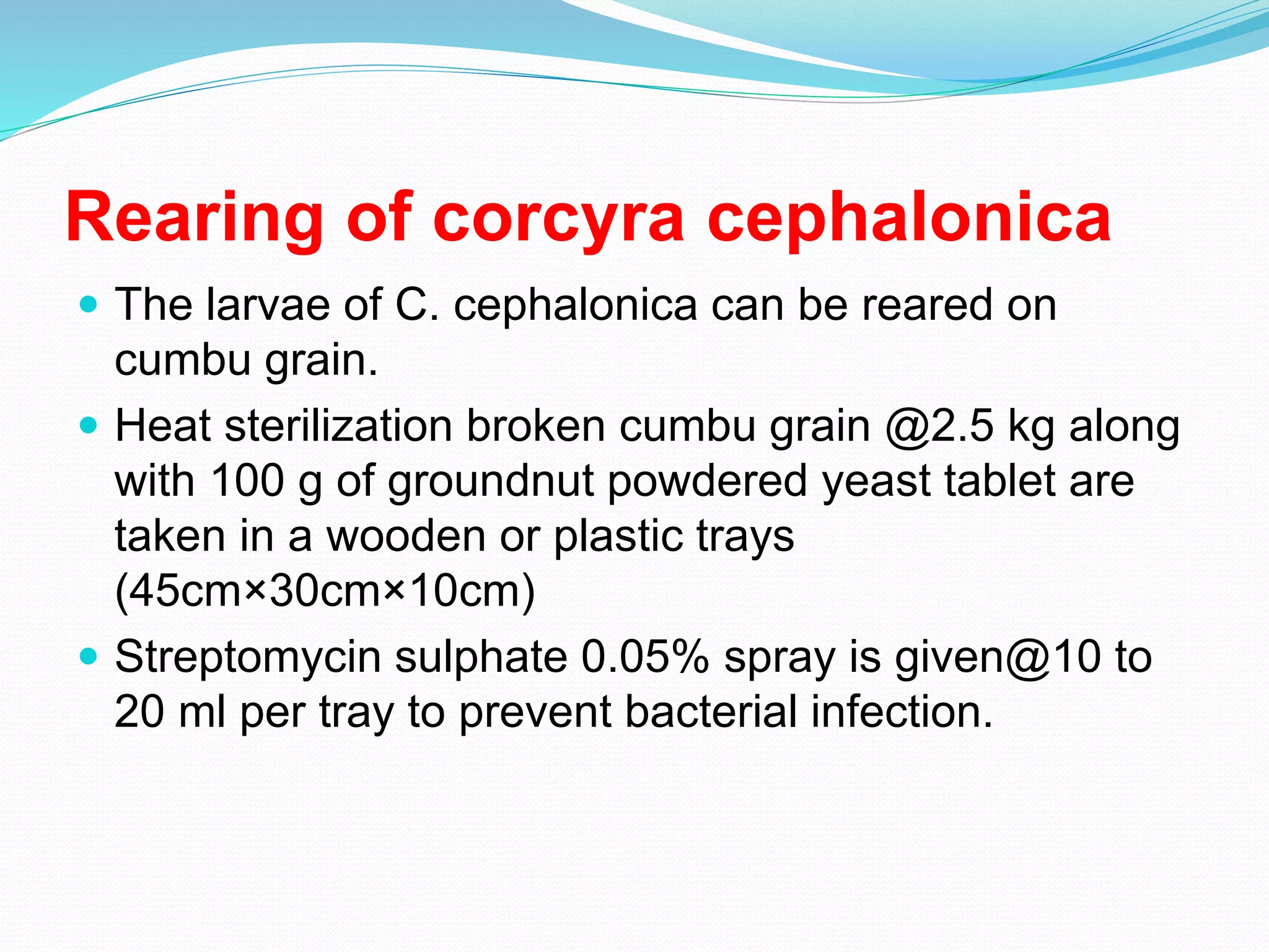 Rearing of corcyra | PPTX