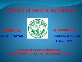 Rearing of corcyra | PPTX