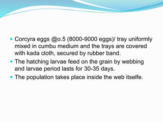 Rearing of corcyra | PPTX