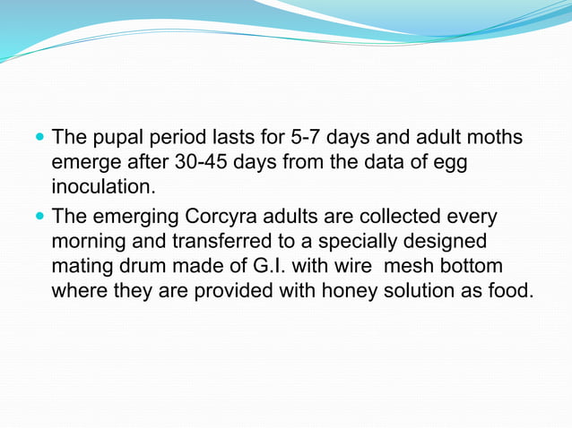 Rearing of corcyra | PPTX