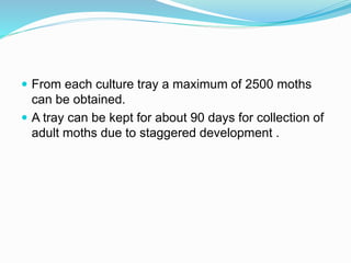 Rearing of corcyra | PPTX