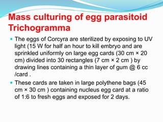 Rearing of corcyra | PPTX
