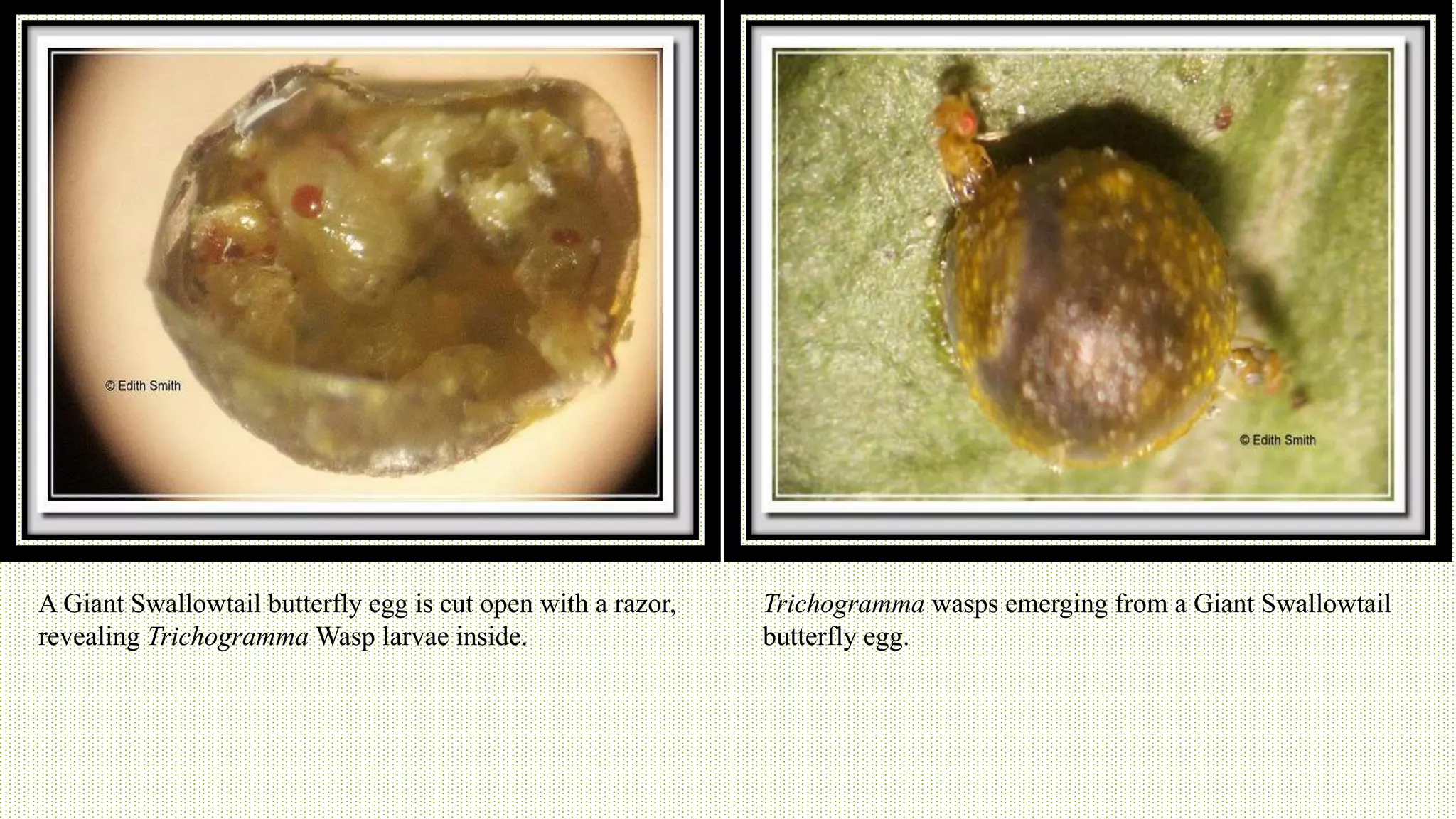 Rearing of trichogramma spp.s | PPTX