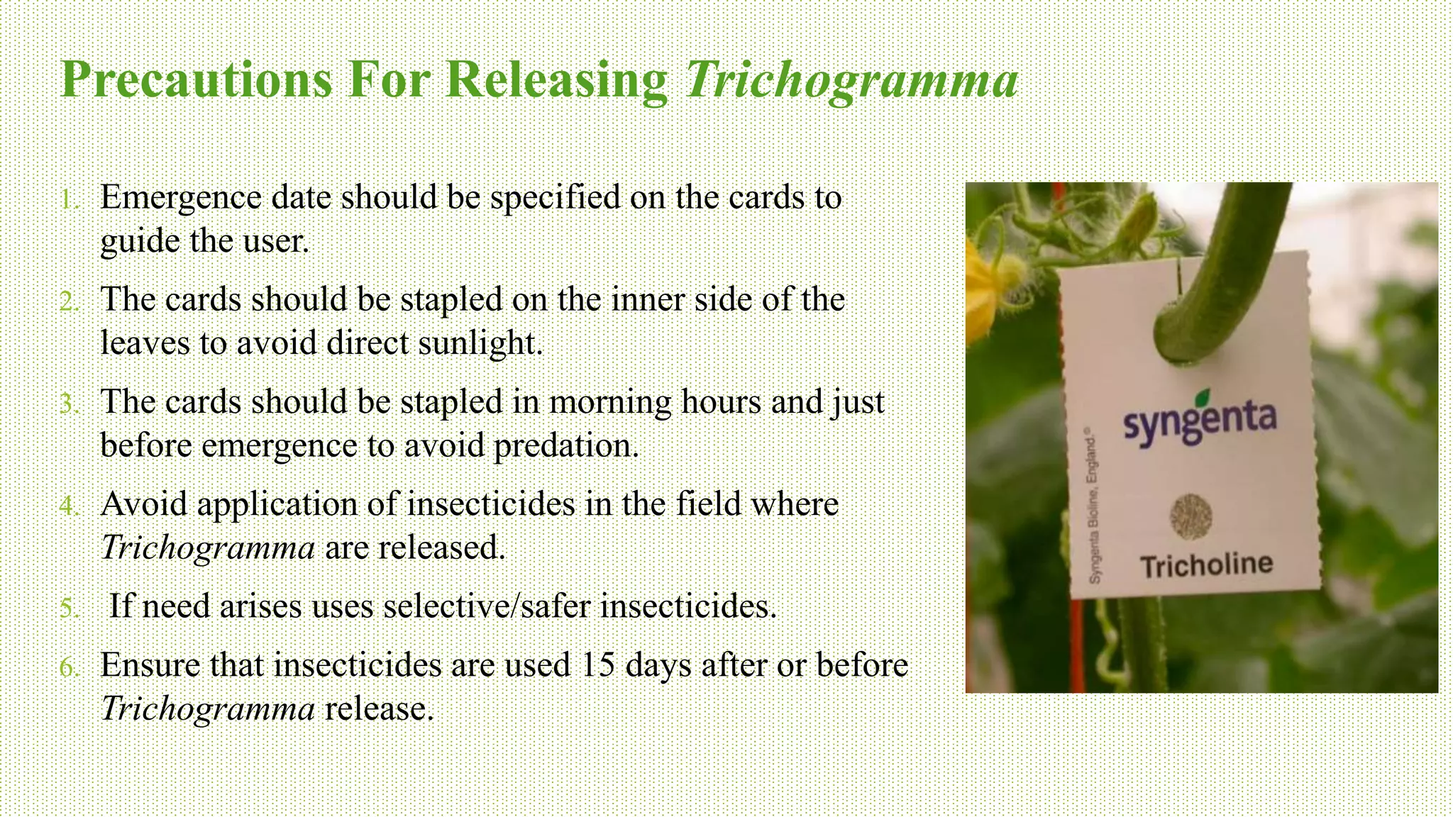 Rearing of trichogramma spp.s | PPT