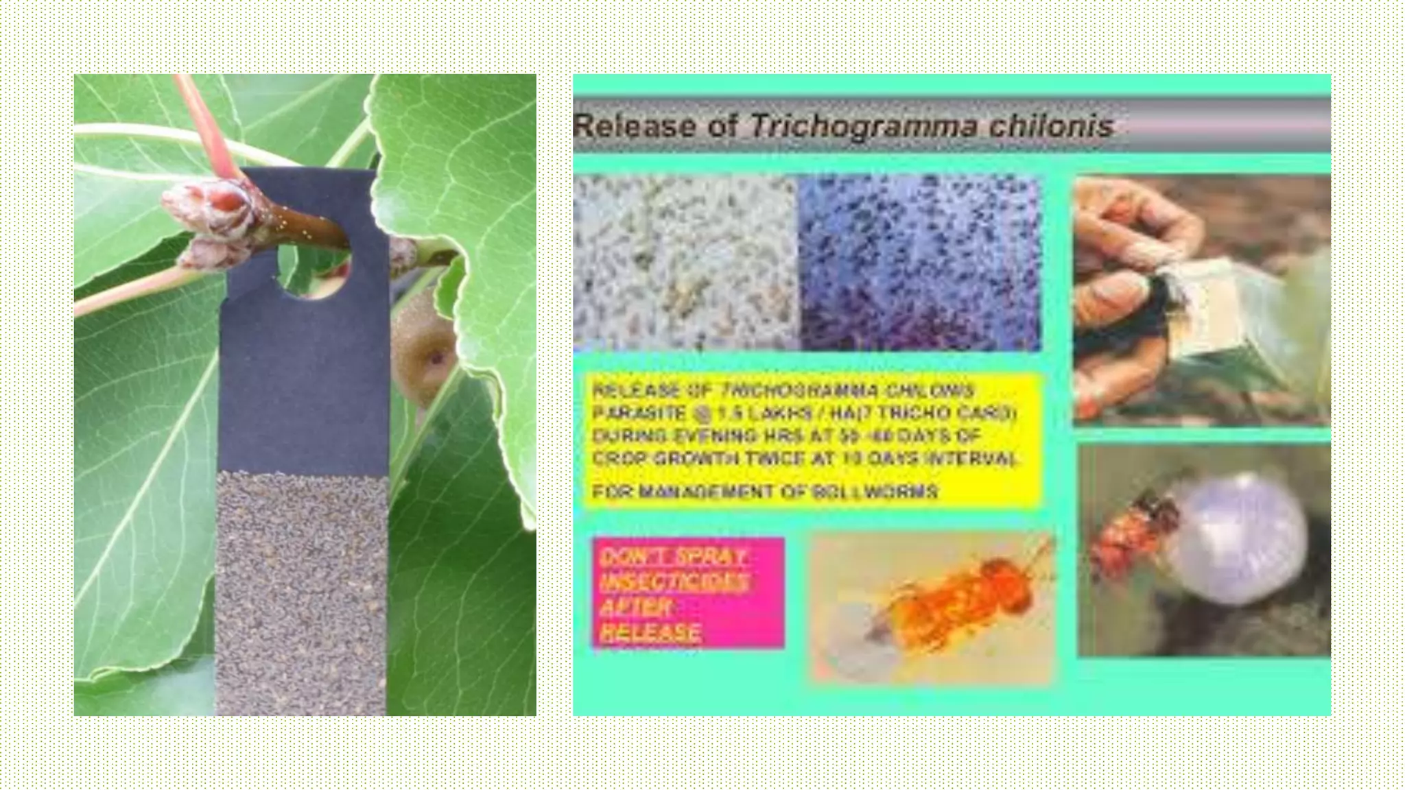 Rearing of trichogramma spp.s | PPTX