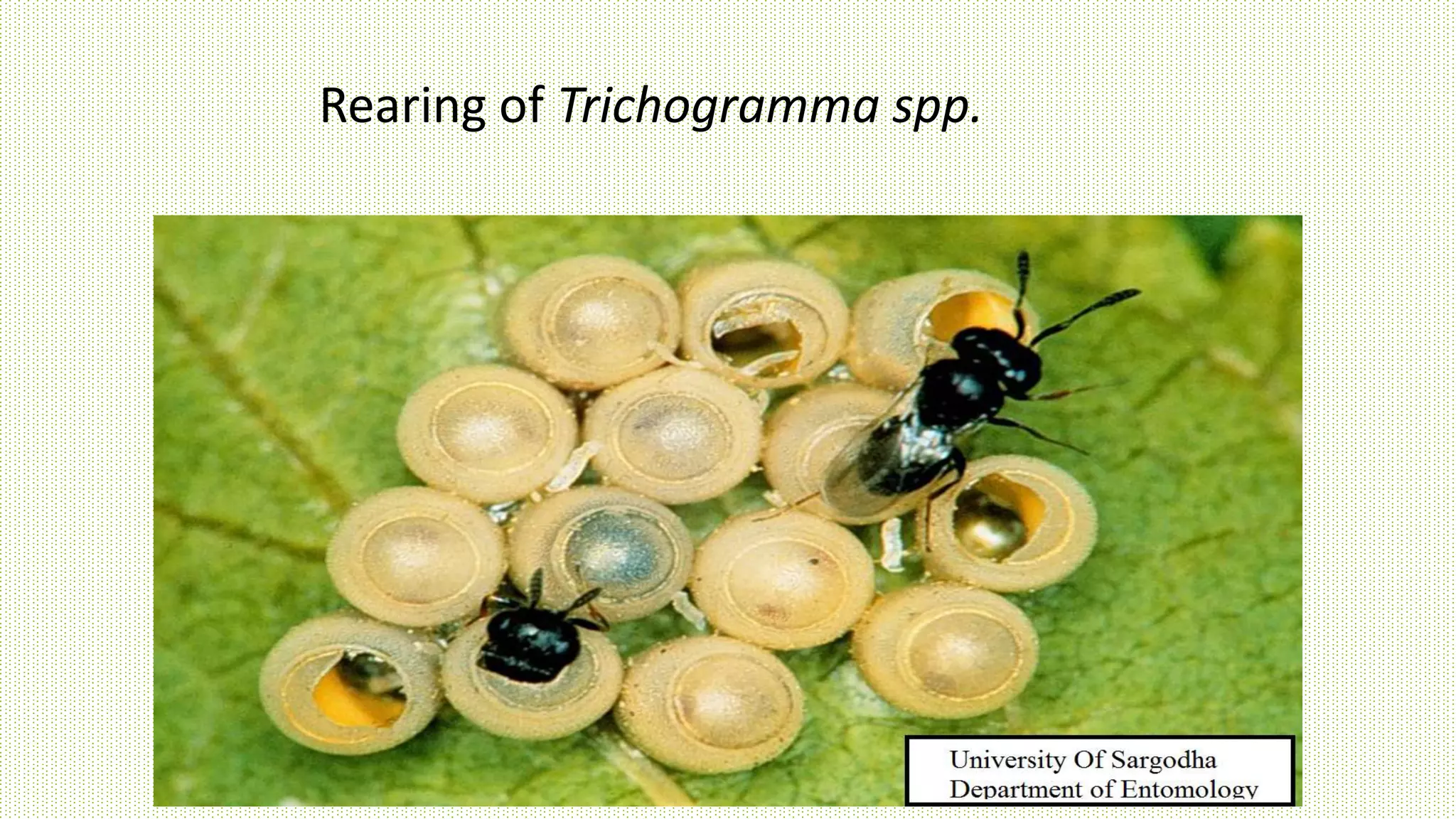 Rearing of trichogramma spp.s | PPTX