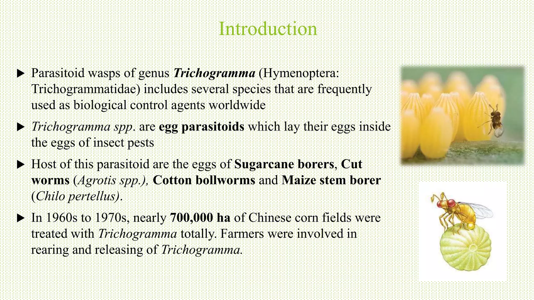 Rearing of trichogramma spp.s | PPT