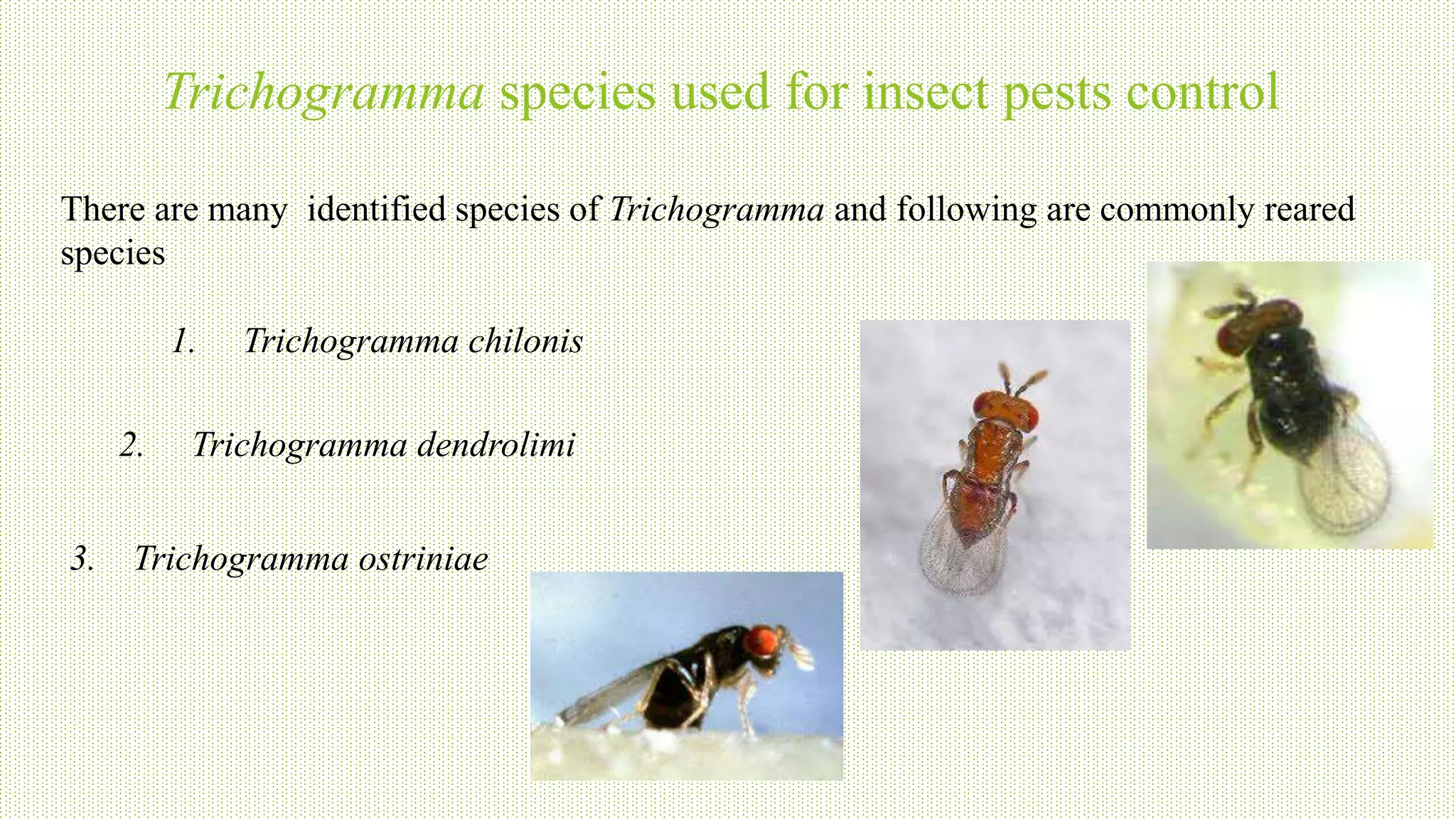 Rearing of trichogramma spp.s | PPTX