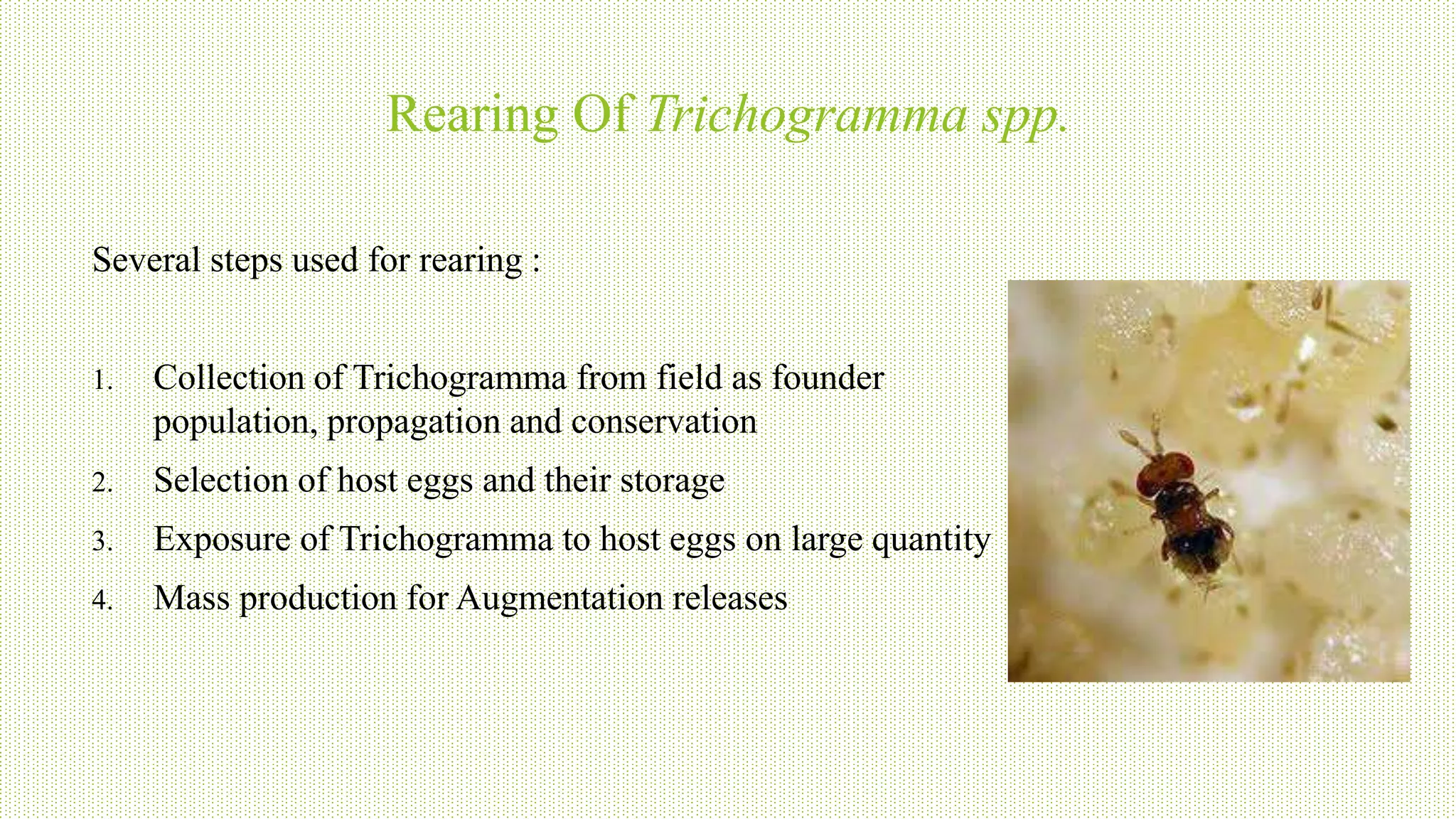Rearing of trichogramma spp.s | PPTX