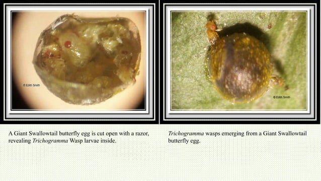Rearing of trichogramma spp.s | PPTX | Agriculture | Industries