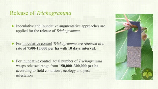 Rearing of trichogramma spp.s | PPTX | Agriculture | Industries