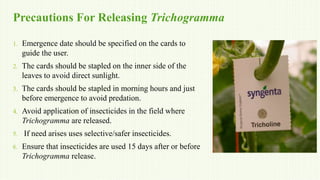 Rearing of trichogramma spp.s | PPTX