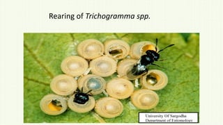 Rearing of trichogramma spp.s | PPTX