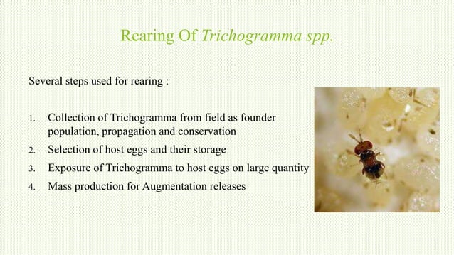 Rearing of trichogramma spp.s | PPT