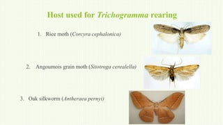 Rearing of trichogramma spp.s | PPTX