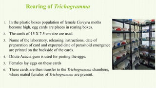 Rearing of trichogramma spp.s | PPTX