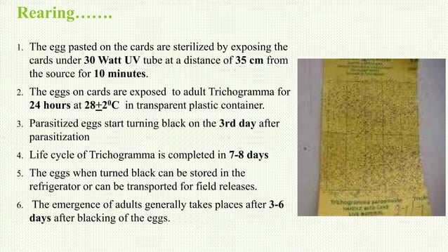 Rearing of trichogramma spp.s | PPTX | Agriculture | Industries