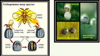 Trichogramma Chilonis Life Cycle