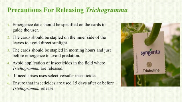 Rearing of trichogramma spp.s | PPT