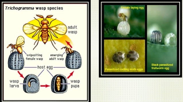 Rearing of trichogramma spp.s