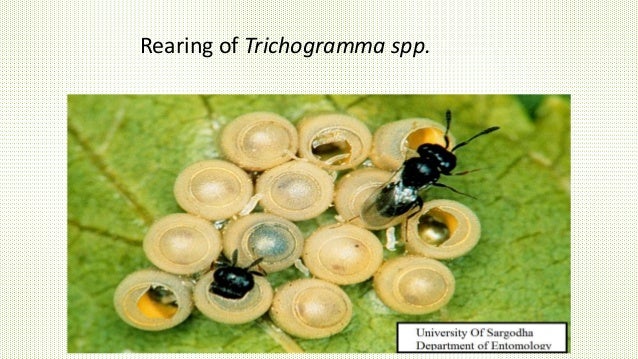Rearing of trichogramma spp.s