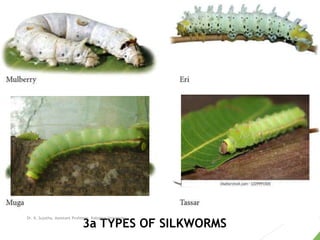 Rearing techniques for successful cocoon crop.pptx
