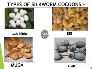 Rearing techniques for successful cocoon crop.pptx