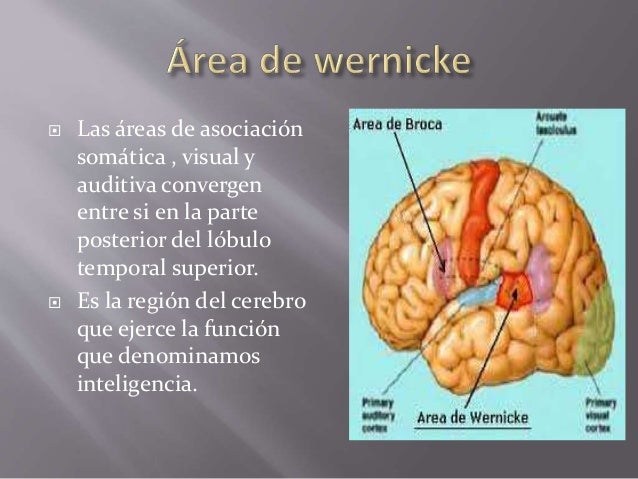 áReas de asociación, área de wernicke y
