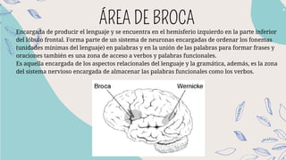 Áreas de Broca y Wernicke.pdf
