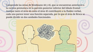 Áreas de Broca y Wernicke.pdf