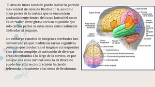 Áreas de Broca y Wernicke.pdf