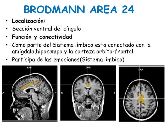 Areas de Brodmann