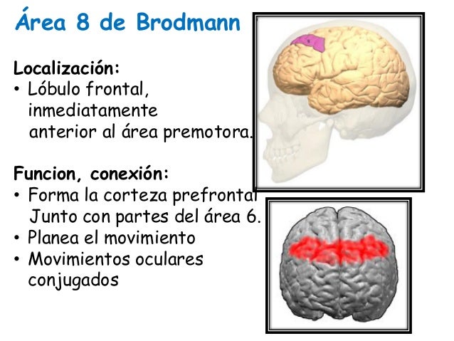Areas de Brodmann